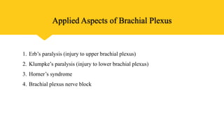 brachial plexus.pptx