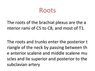 Brachial plexus.pptx