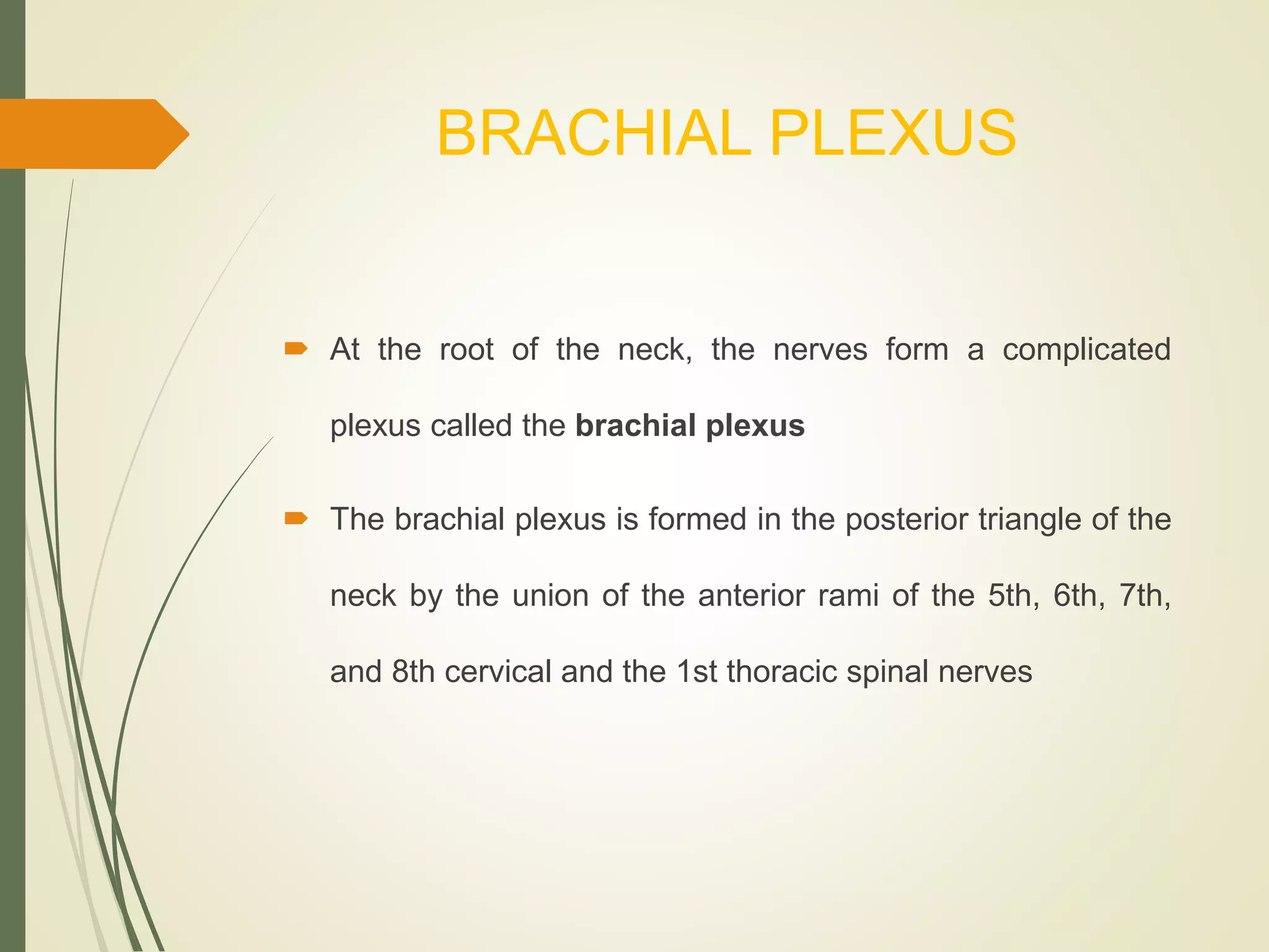 Brachial Plexus.pptx