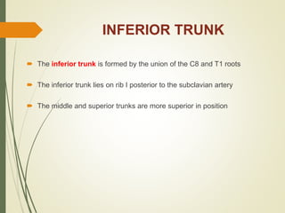 Brachial Plexus.pptx