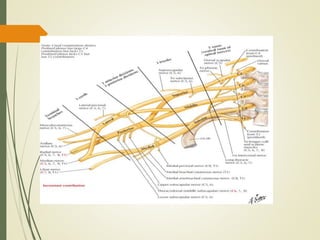 Brachial Plexus.pptx