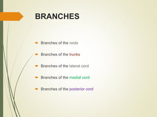 Brachial Plexus.pptx