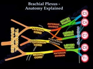 Brachial Plexus.pptx