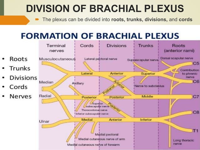 Brachial Plexus.pptx