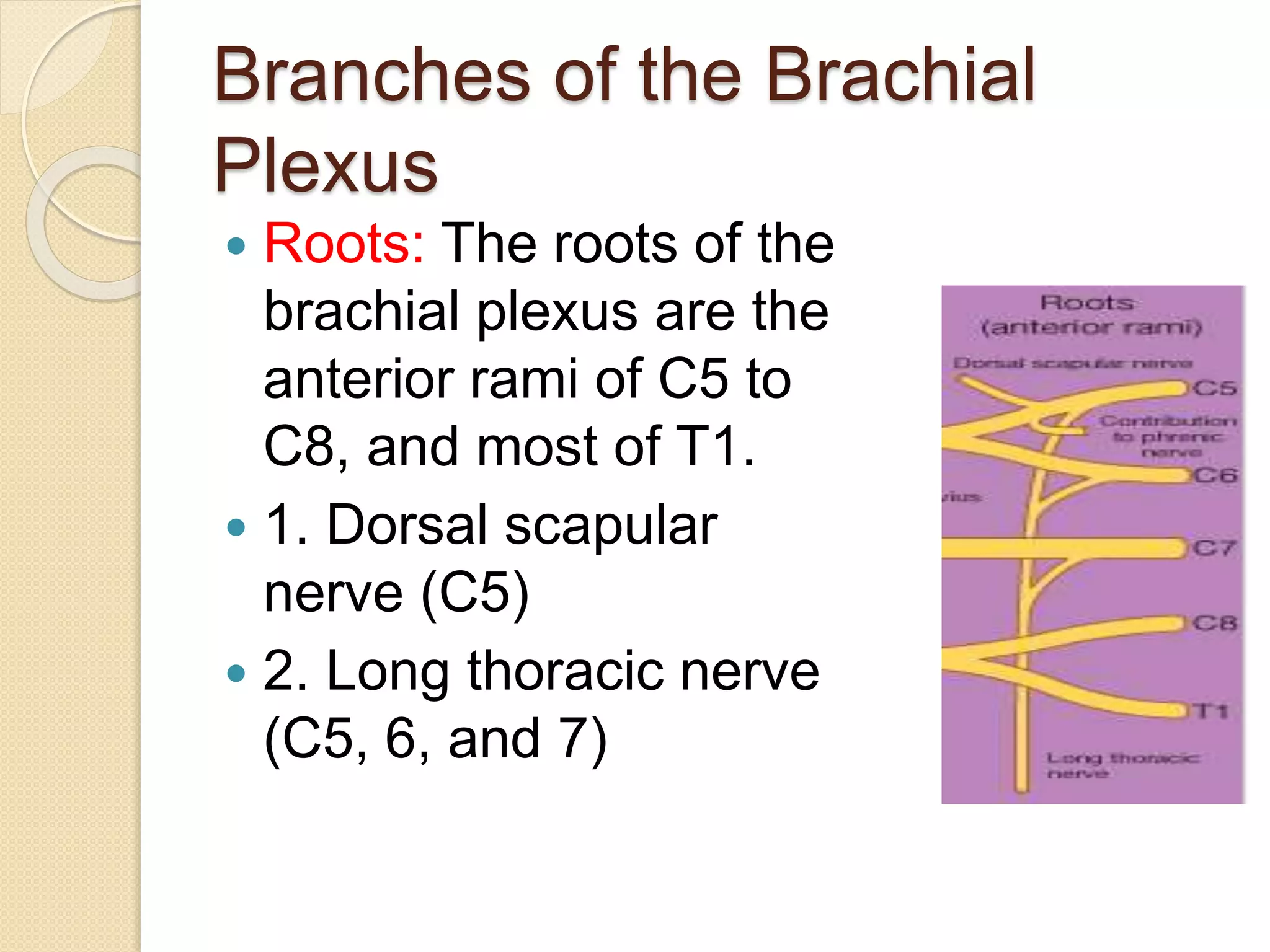 Brachial plexus.ppt