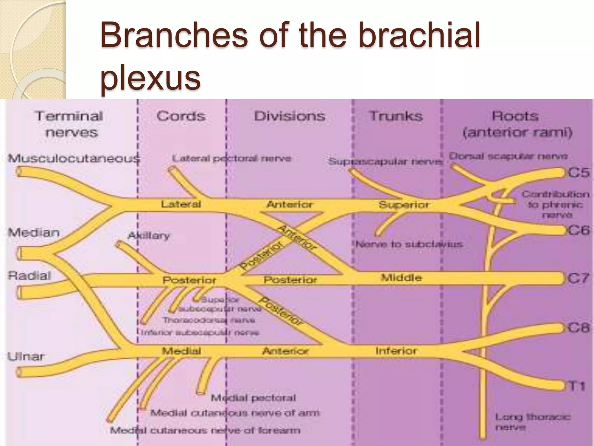 Brachial plexus.ppt | Death, Injury, or Military Conflict | Sensitive Topics