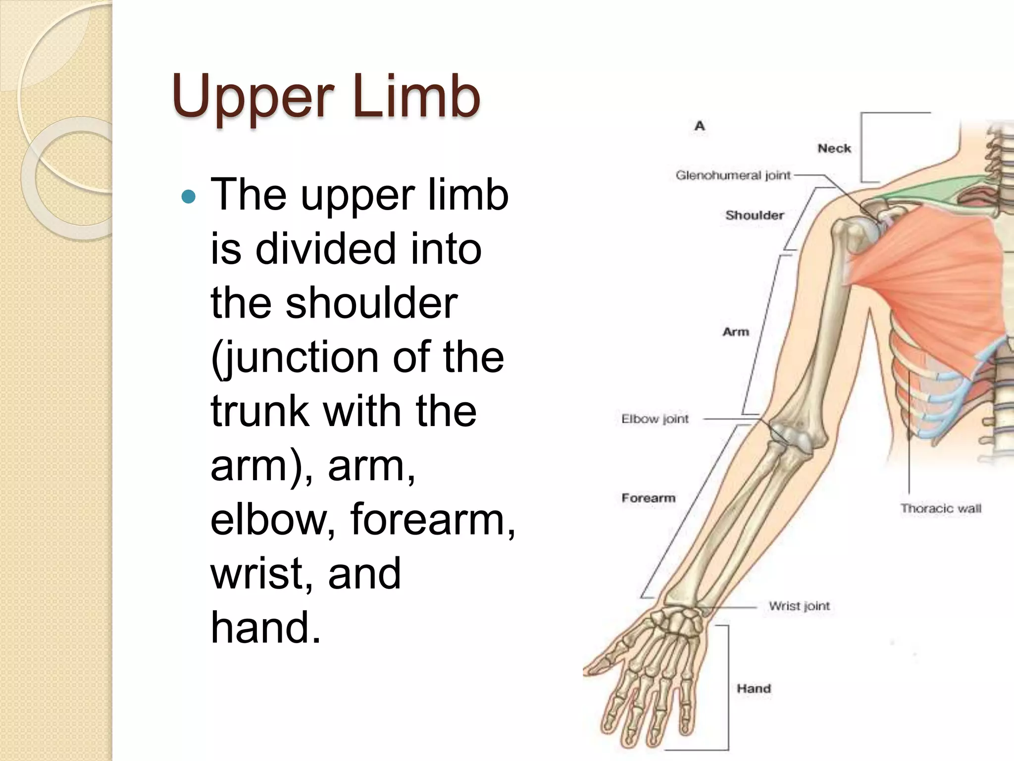 Brachial plexus.ppt