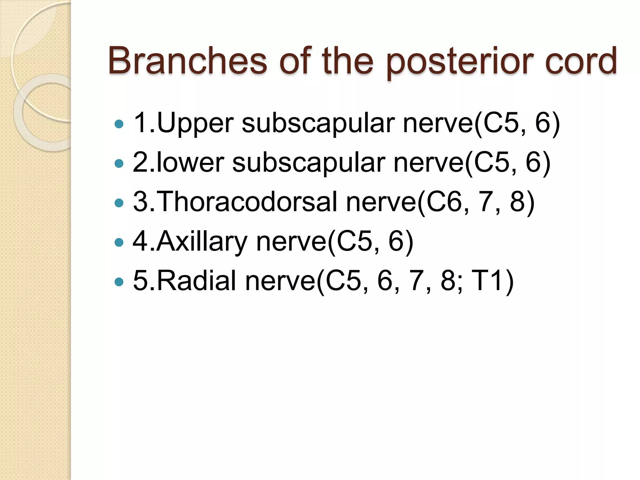 Brachial plexus.ppt