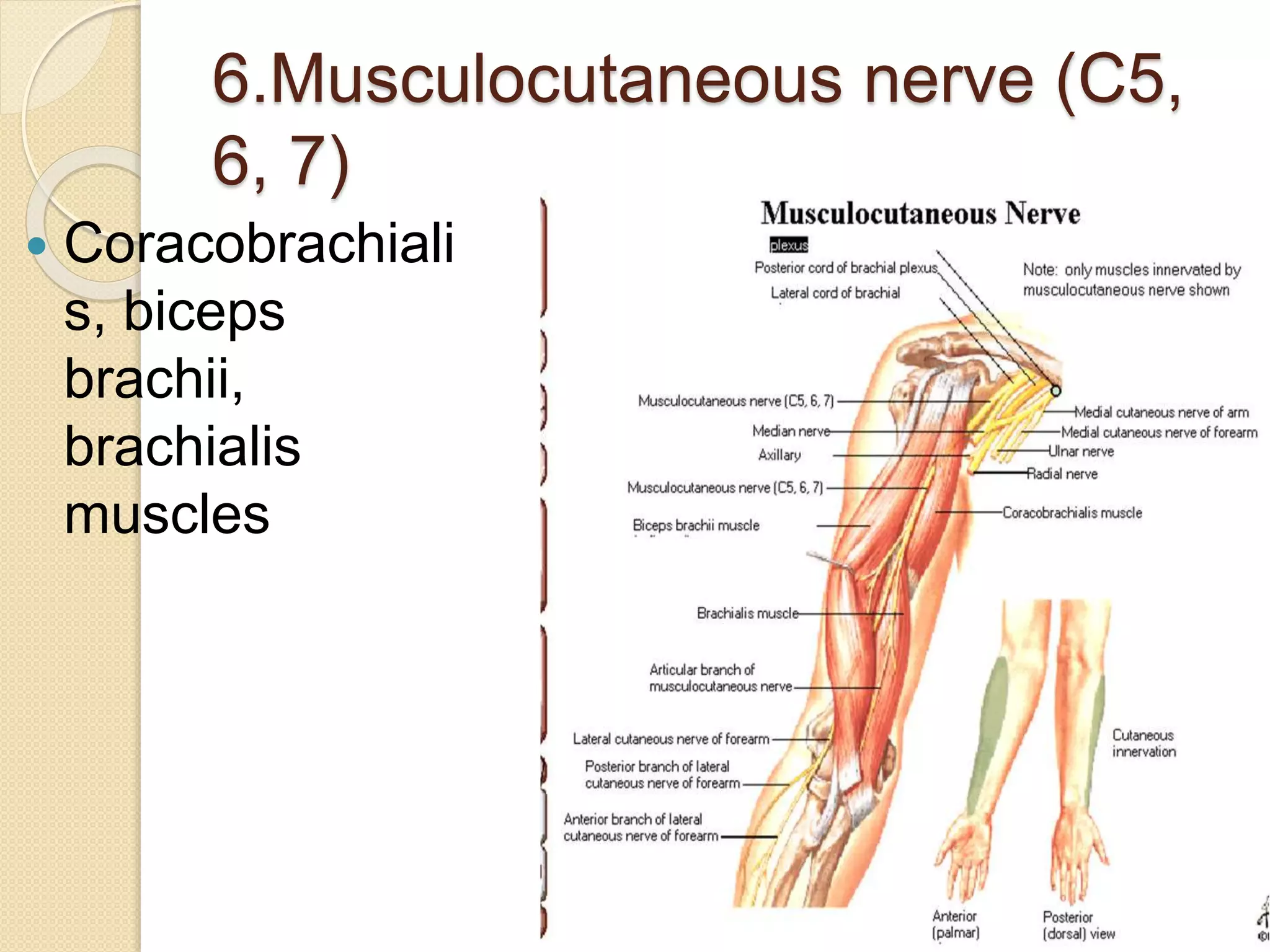 Brachial plexus.ppt