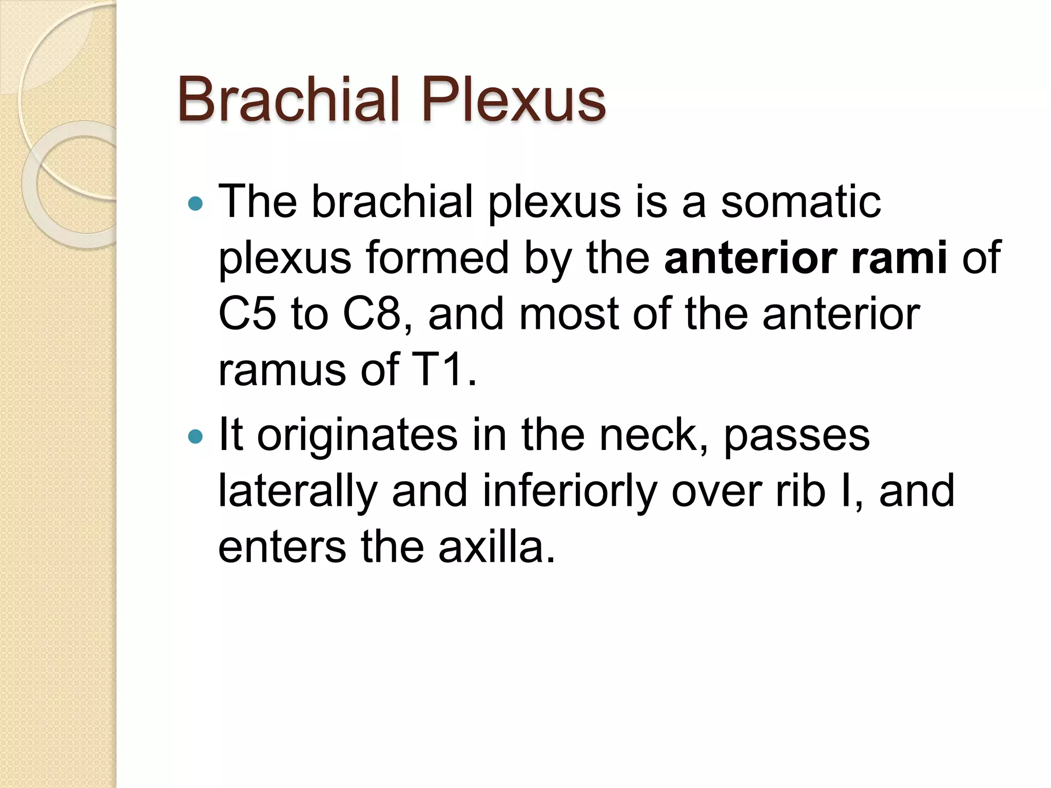 Brachial plexus.ppt