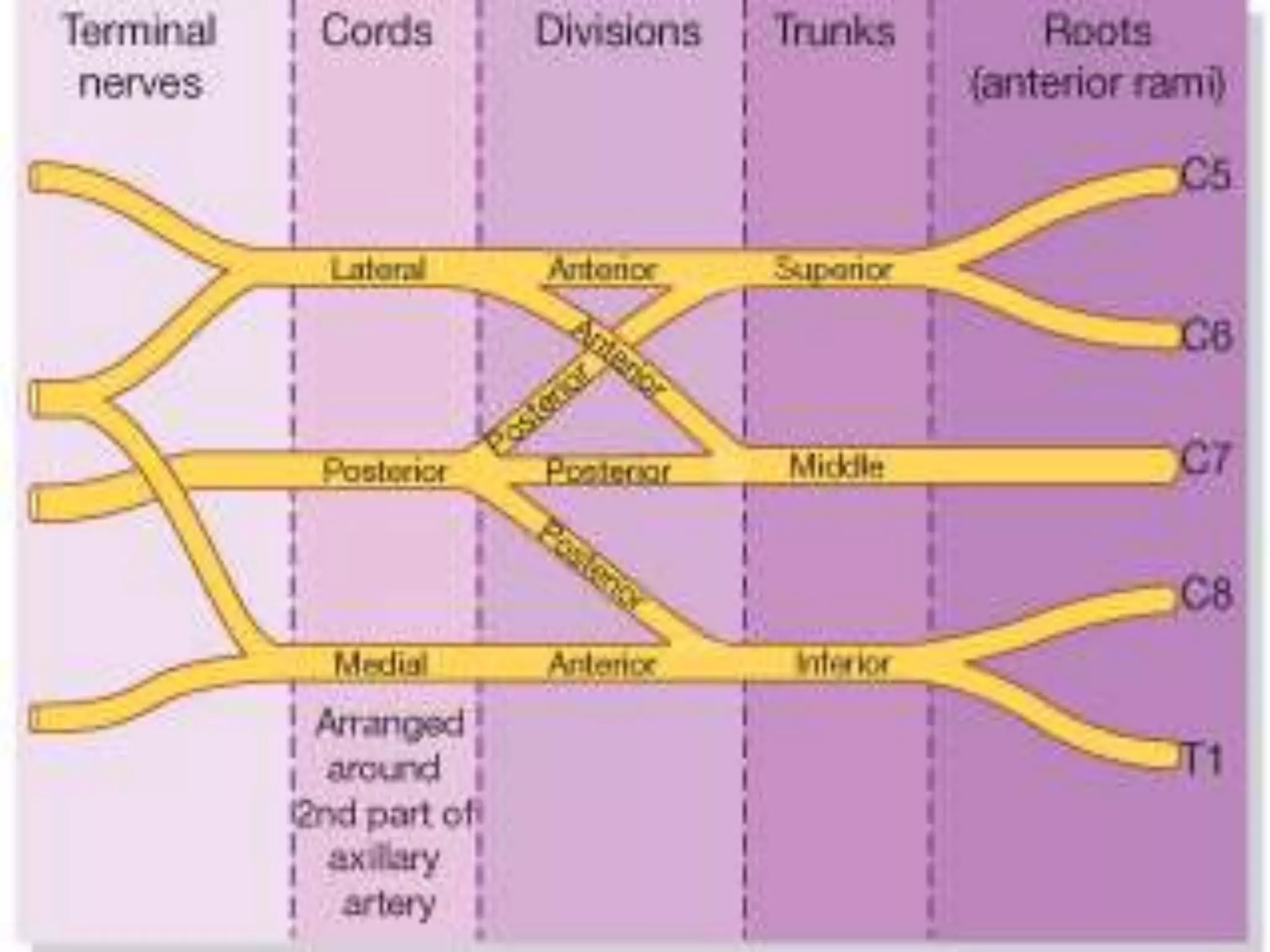 Brachial plexus.ppt