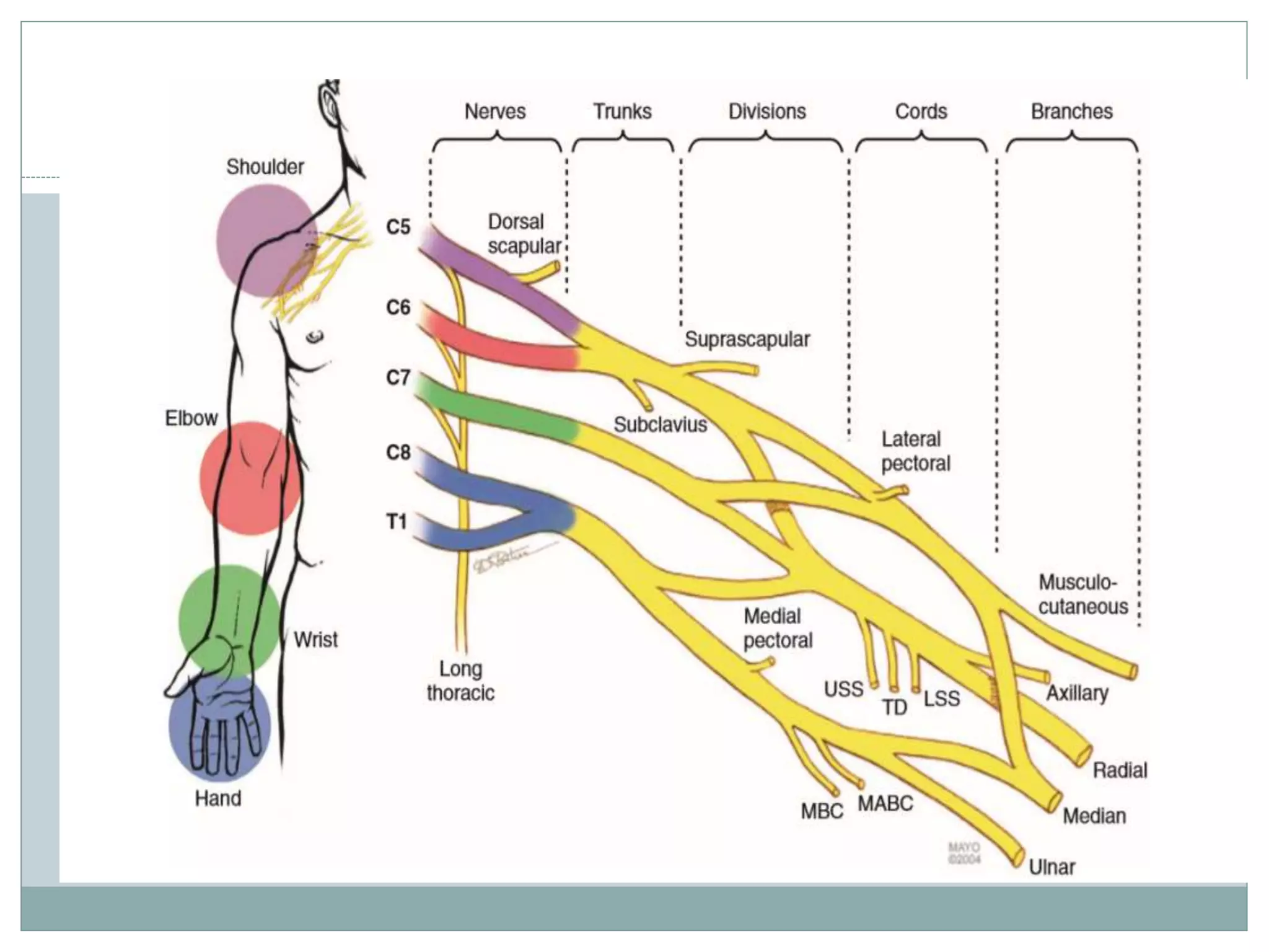 brachial plexus.pptx