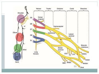 brachial plexus.pptx