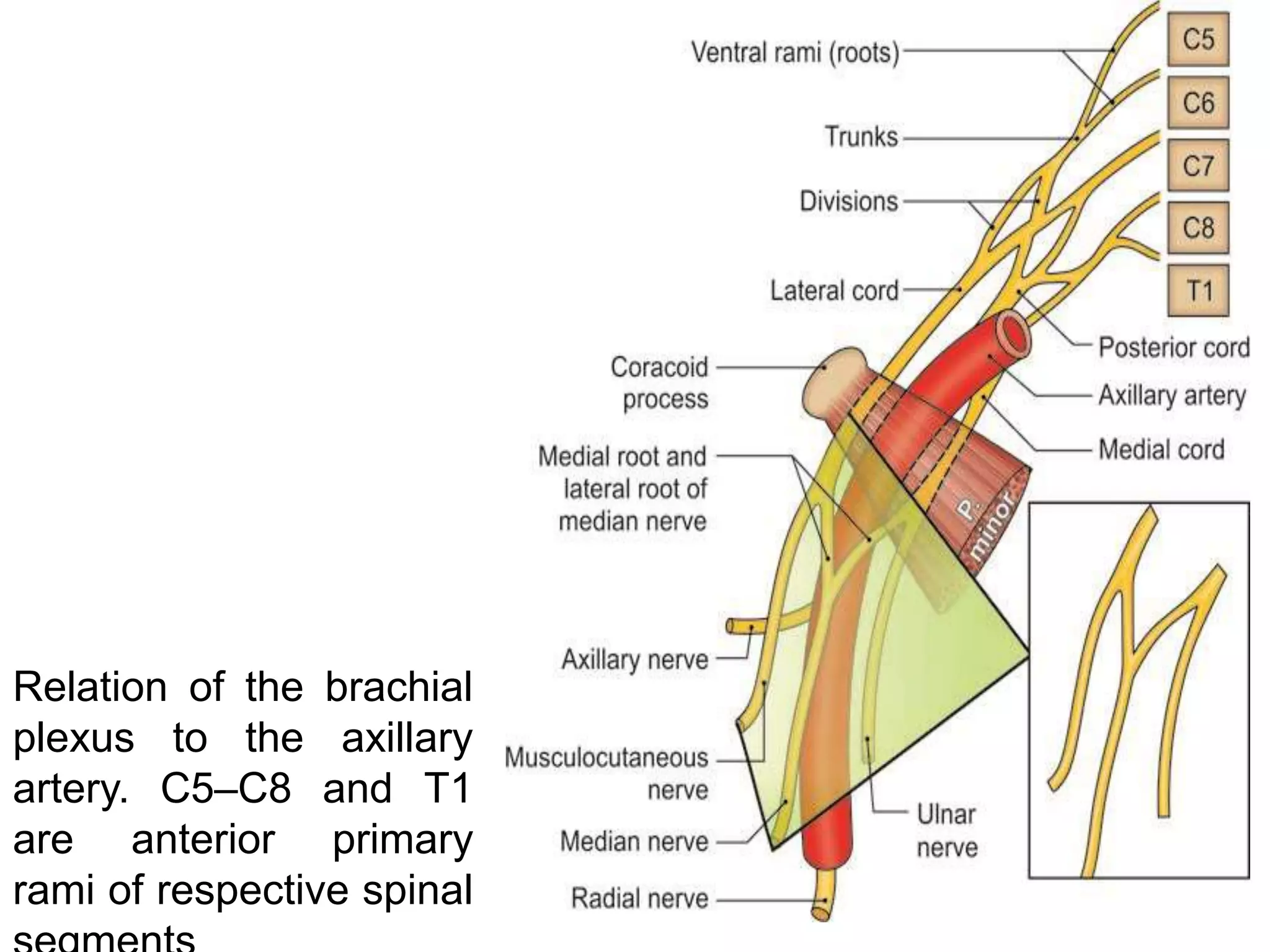 brachial plexus.pptx