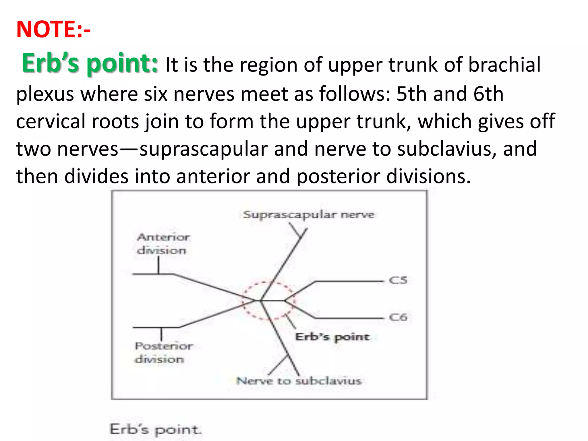brachial plexus.pptx