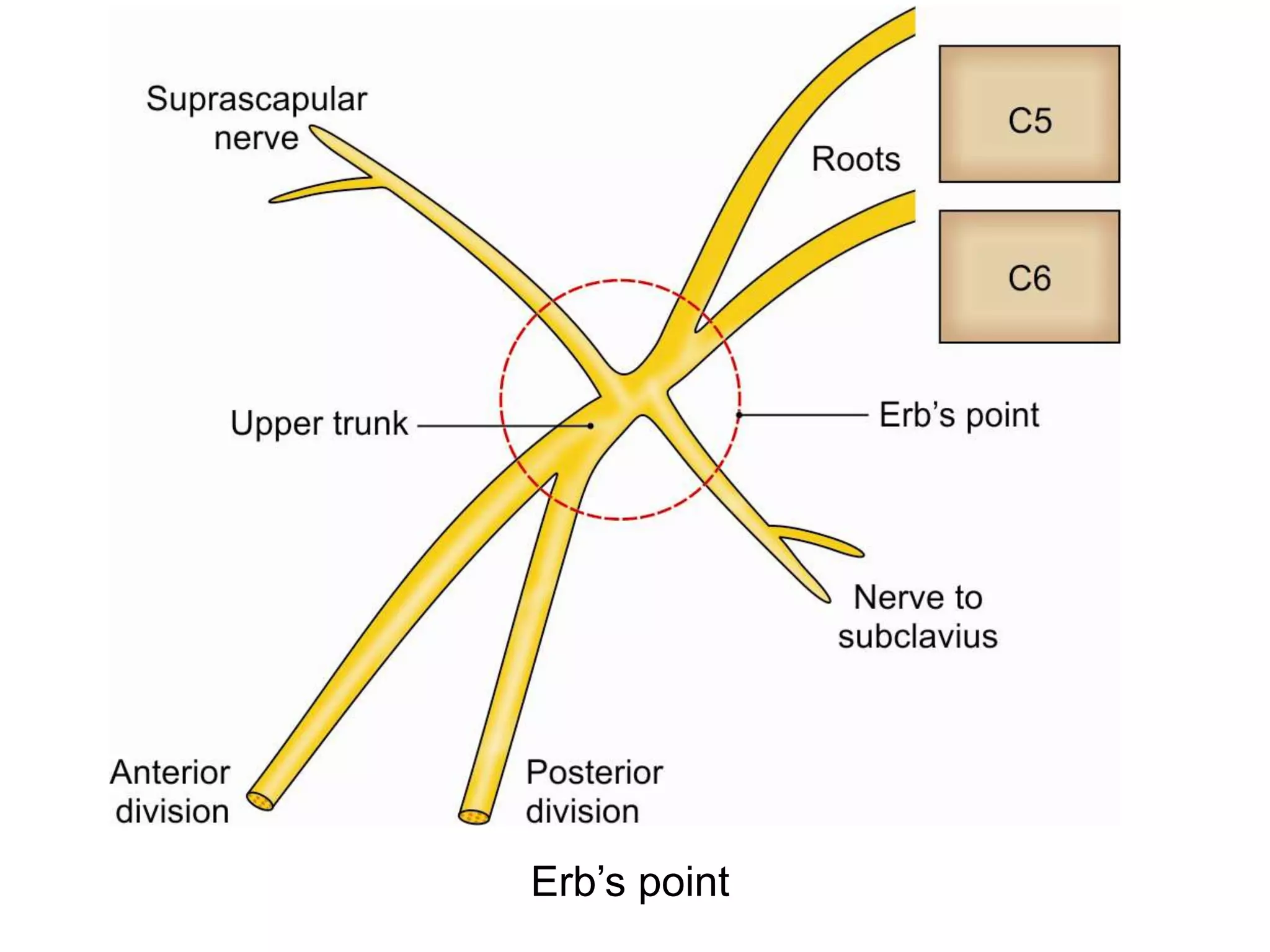 brachial plexus.pptx