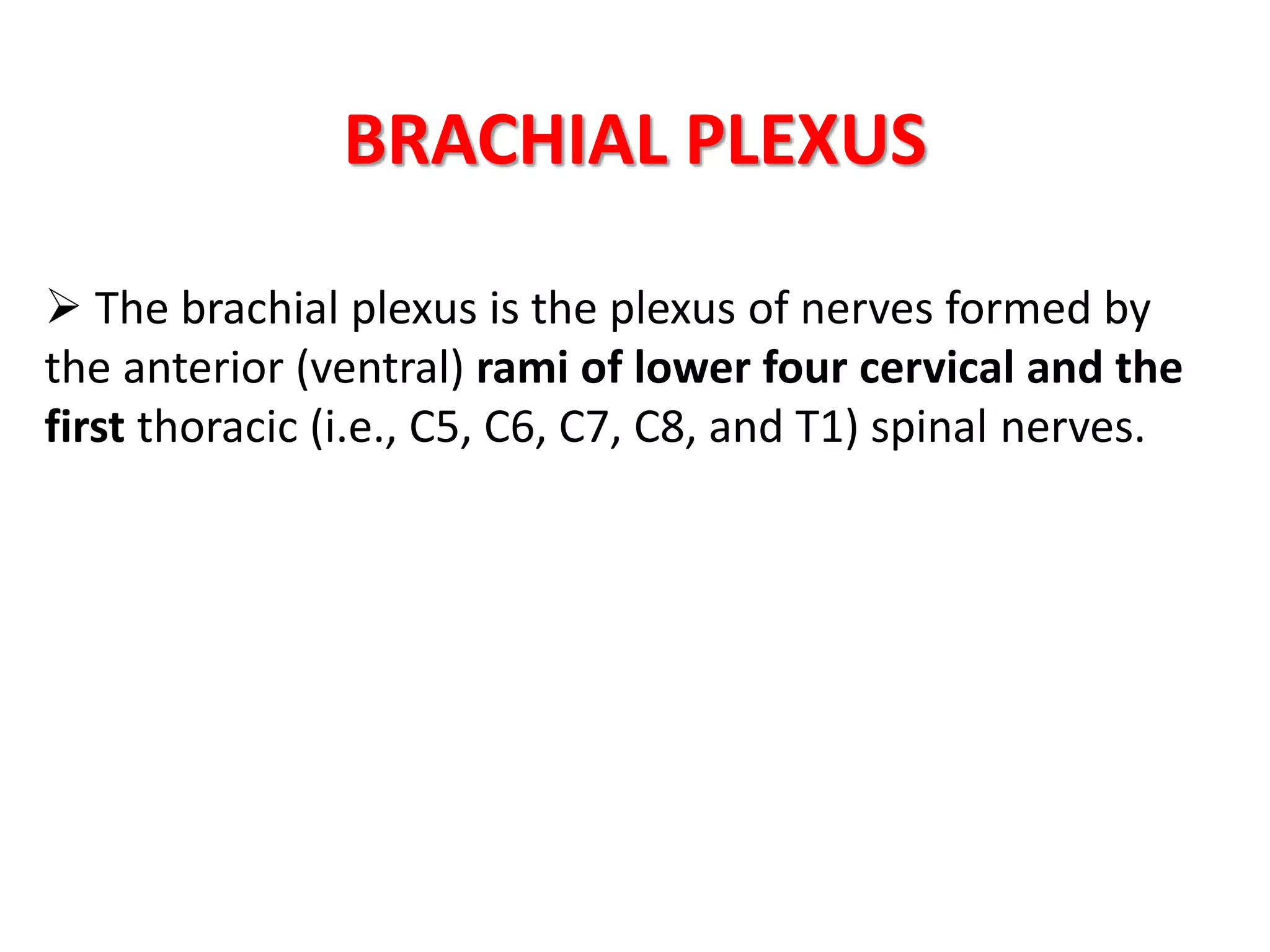 brachial plexus.pptx
