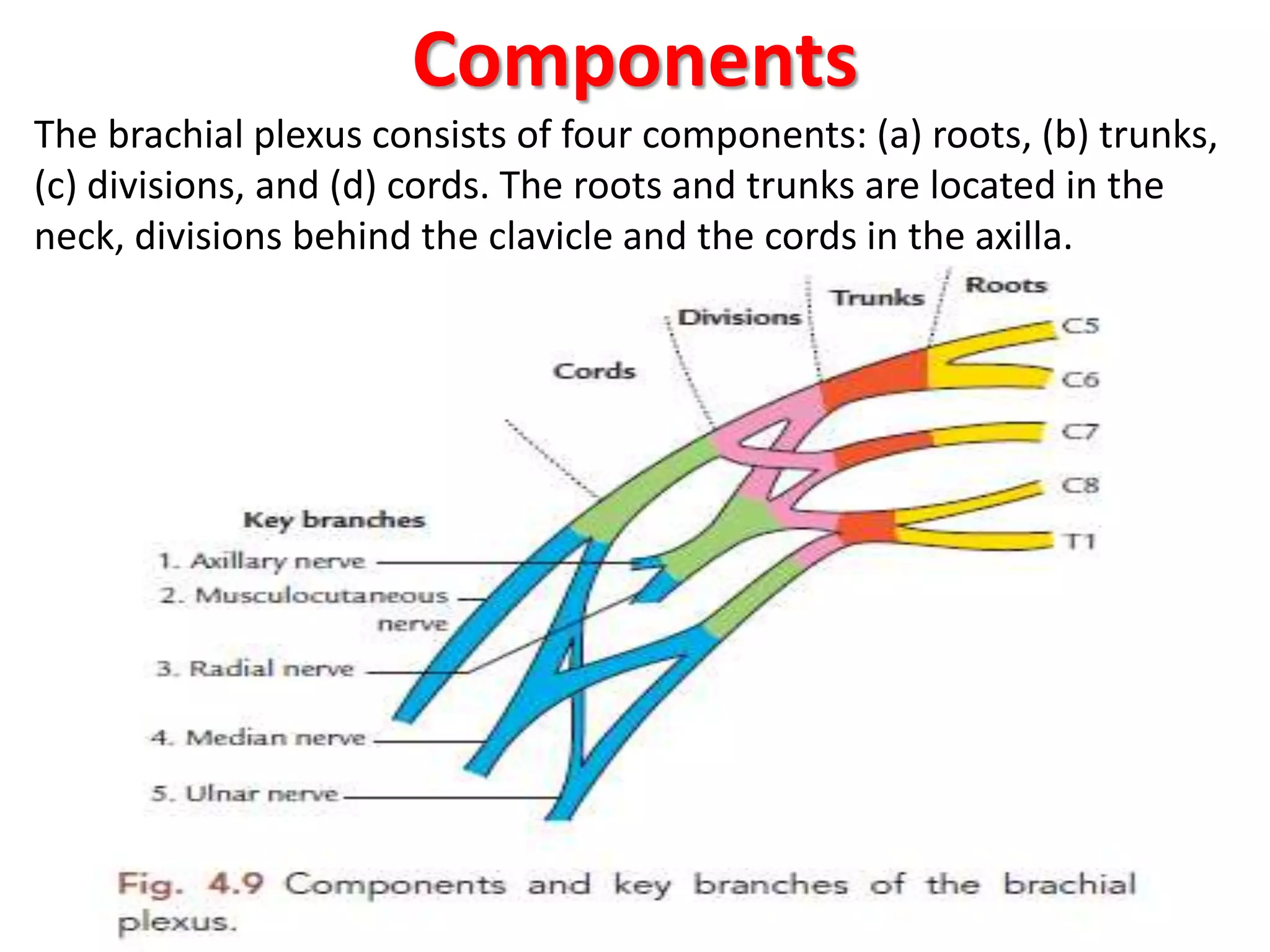 brachial plexus.pptx