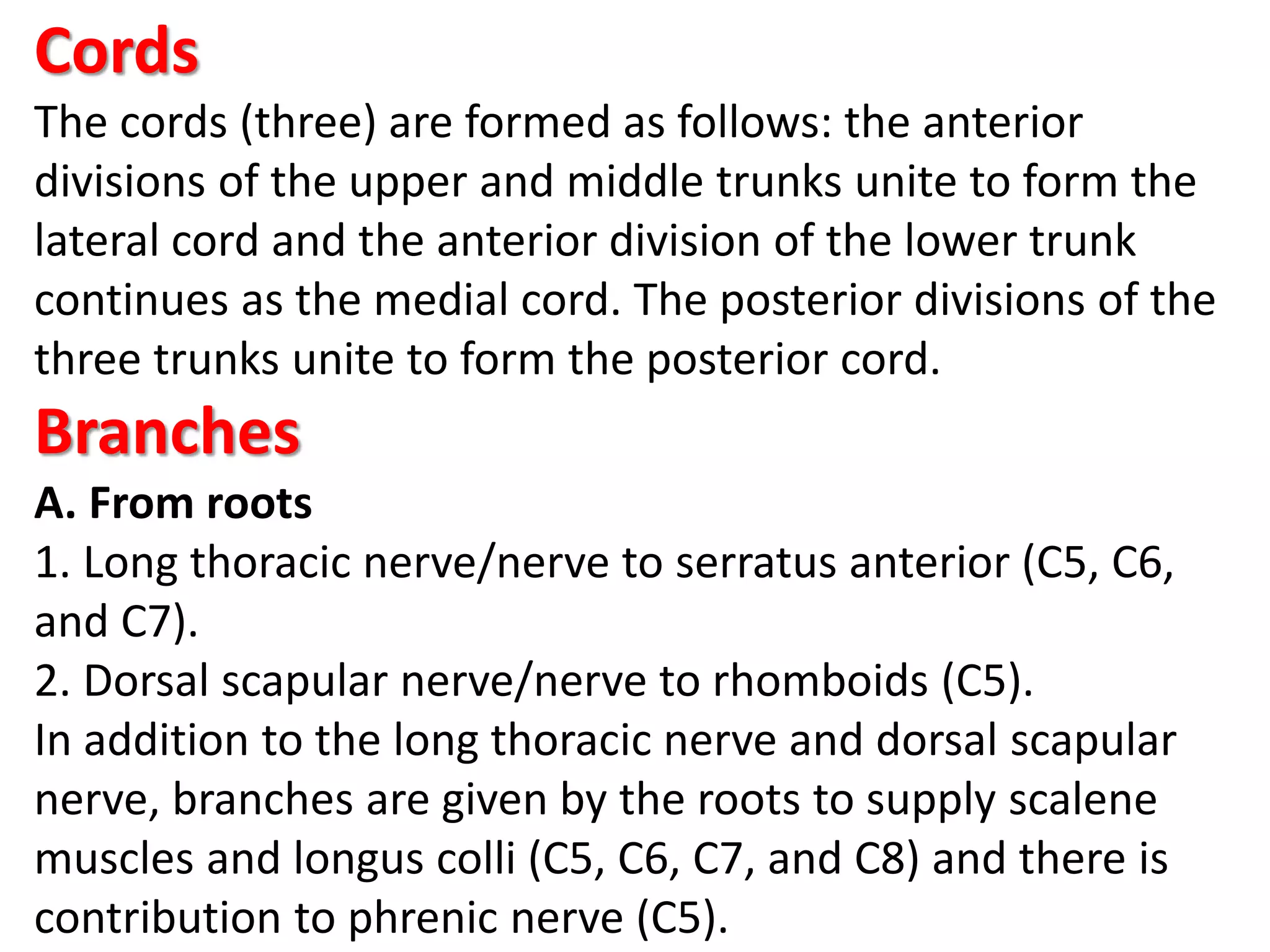 brachial plexus.pptx