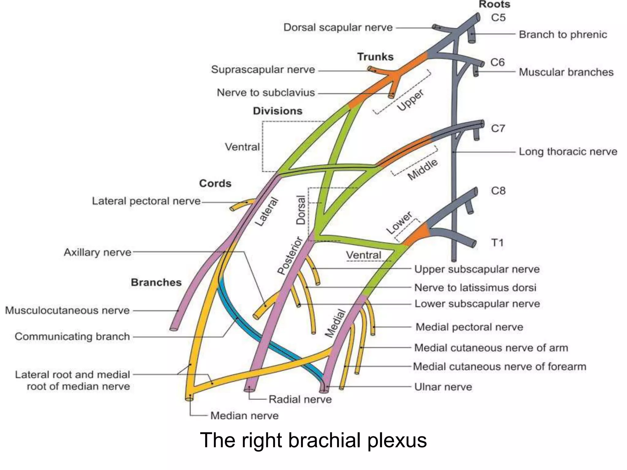 brachial plexus.pptx