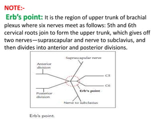 brachial plexus.pptx