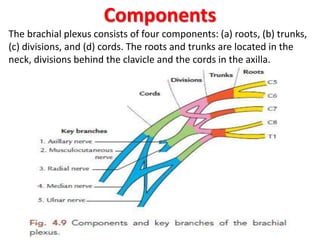 brachial plexus.pptx