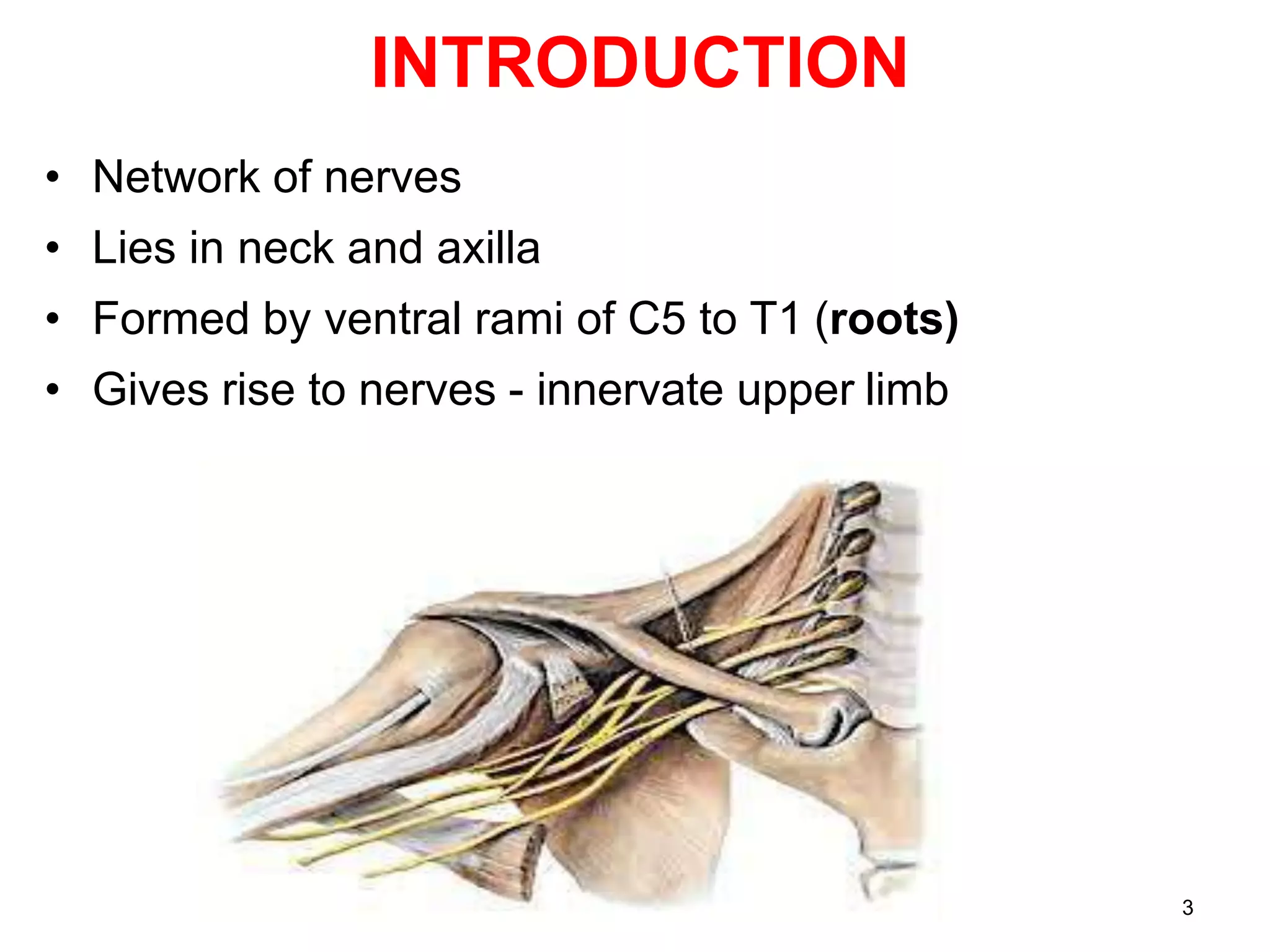 brachialplexus.pptx