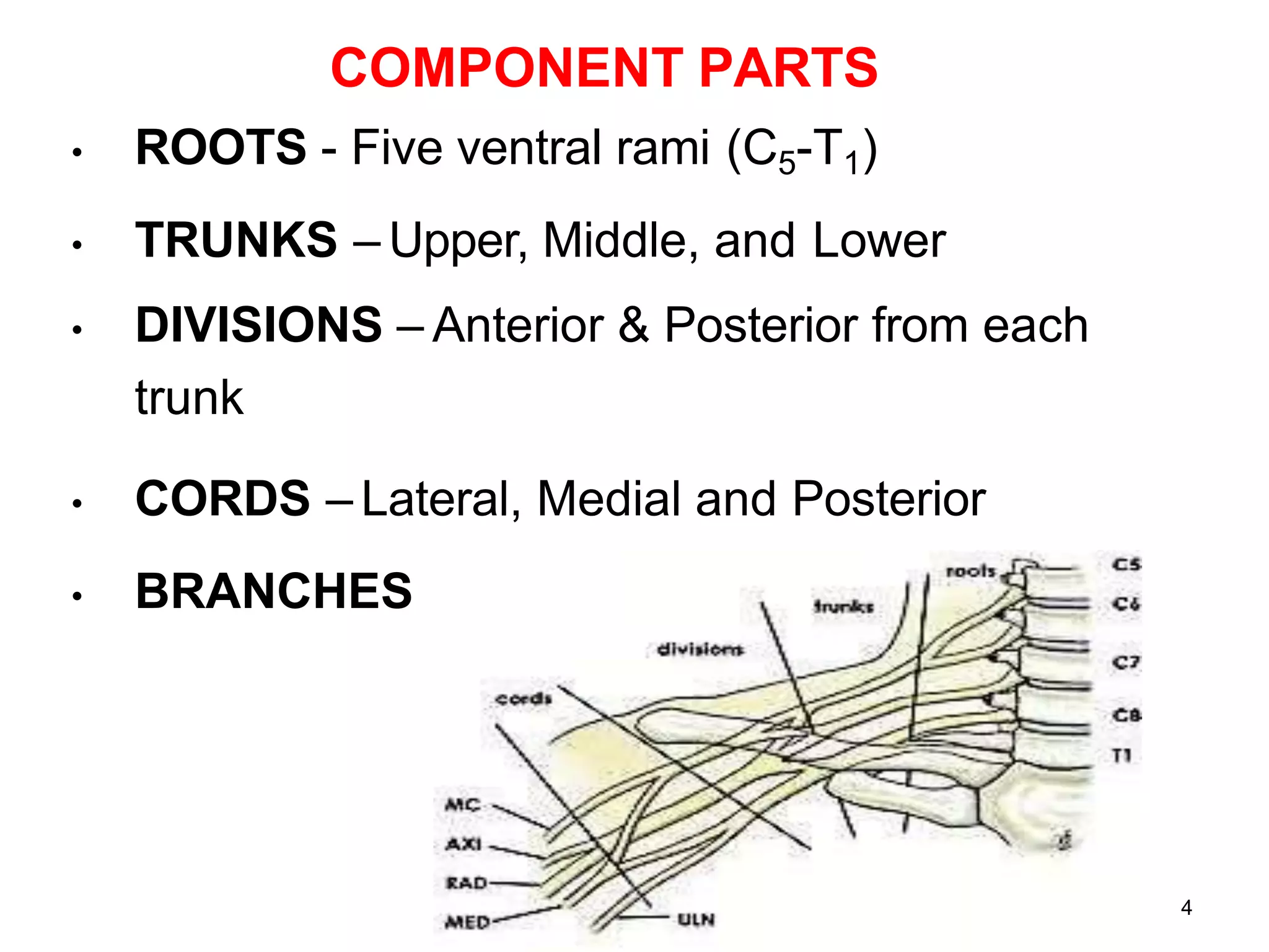 brachialplexus.pptx