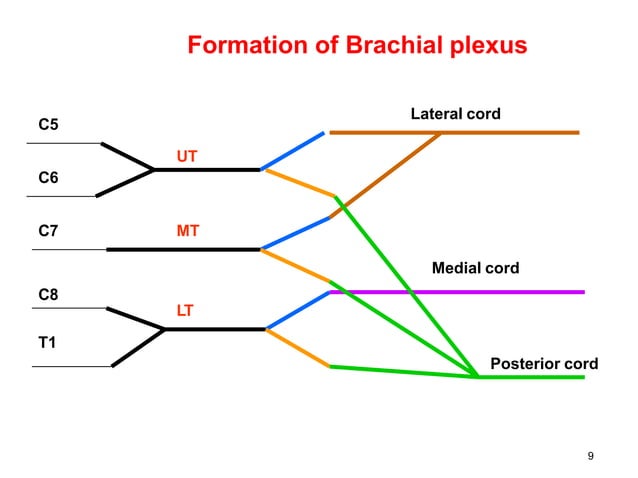 brachialplexus.pptx