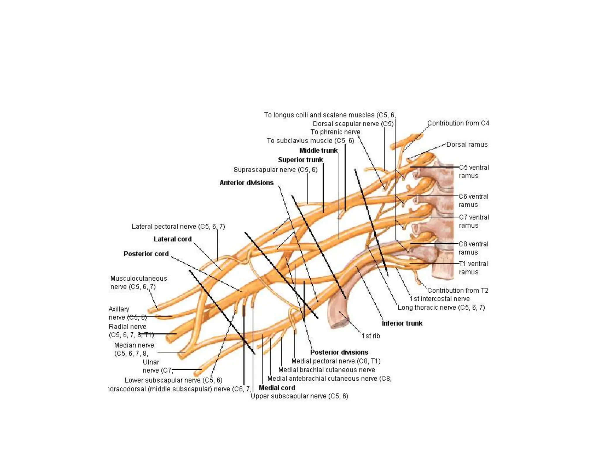 BRACHIAL PLEXUS (Upper Limb innervation).pptx