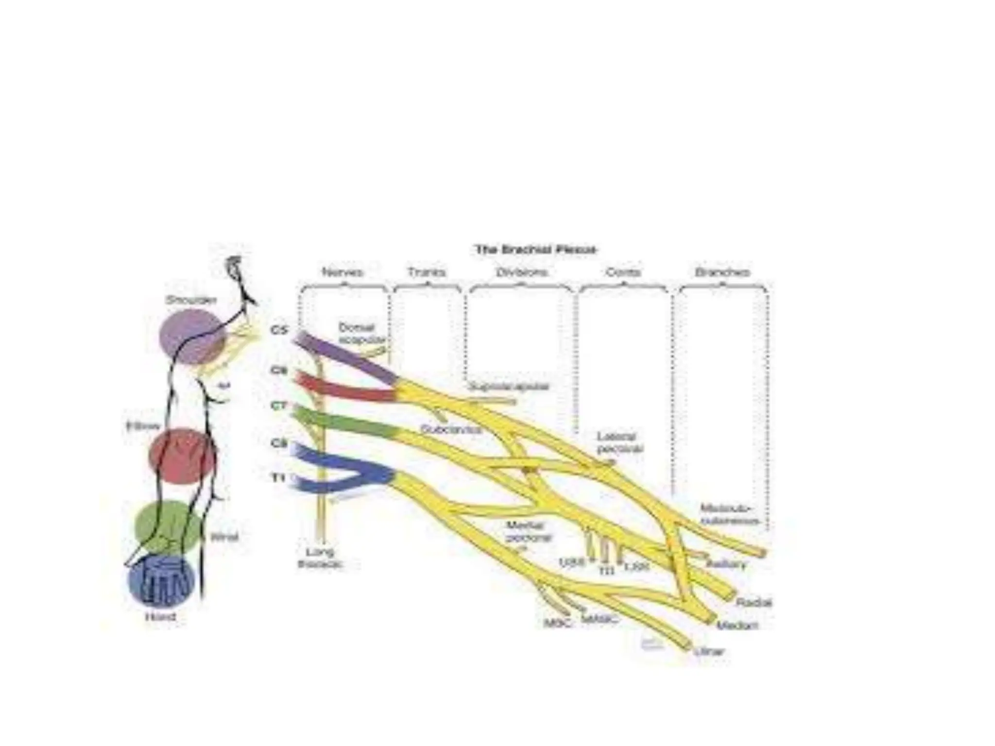 BRACHIAL PLEXUS (Upper Limb innervation).pptx