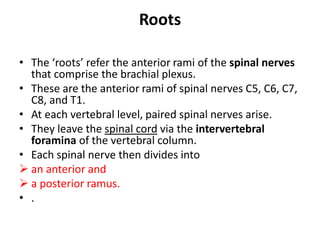BRACHIAL PLEXUS (Upper Limb innervation).pptx
