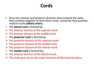 BRACHIAL PLEXUS (Upper Limb innervation).pptx