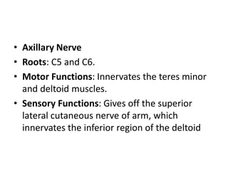 BRACHIAL PLEXUS (Upper Limb innervation).pptx