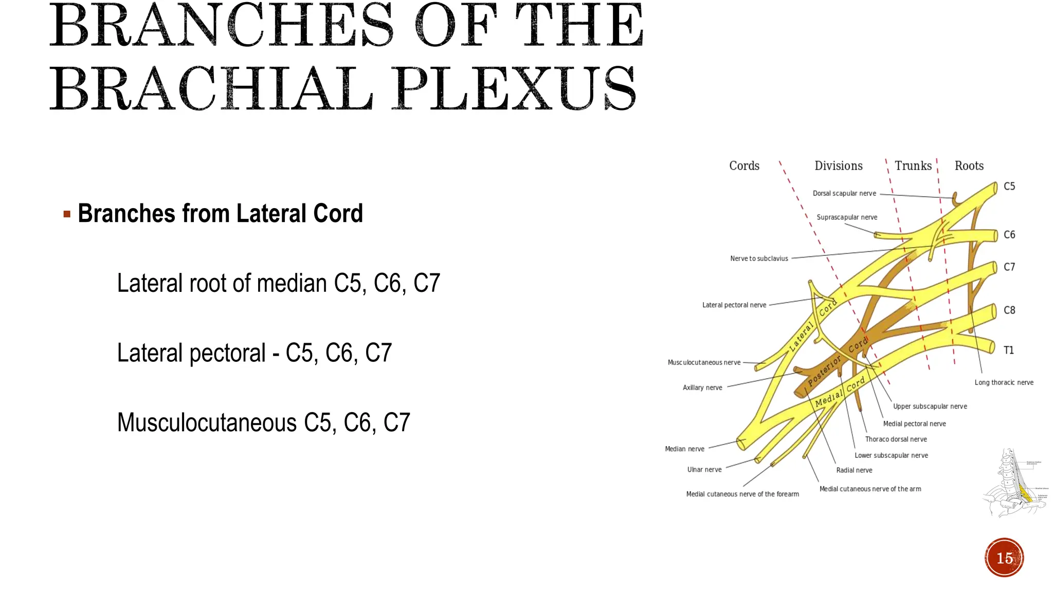 Brachial Plexus Anatomy and Nerves .pptx