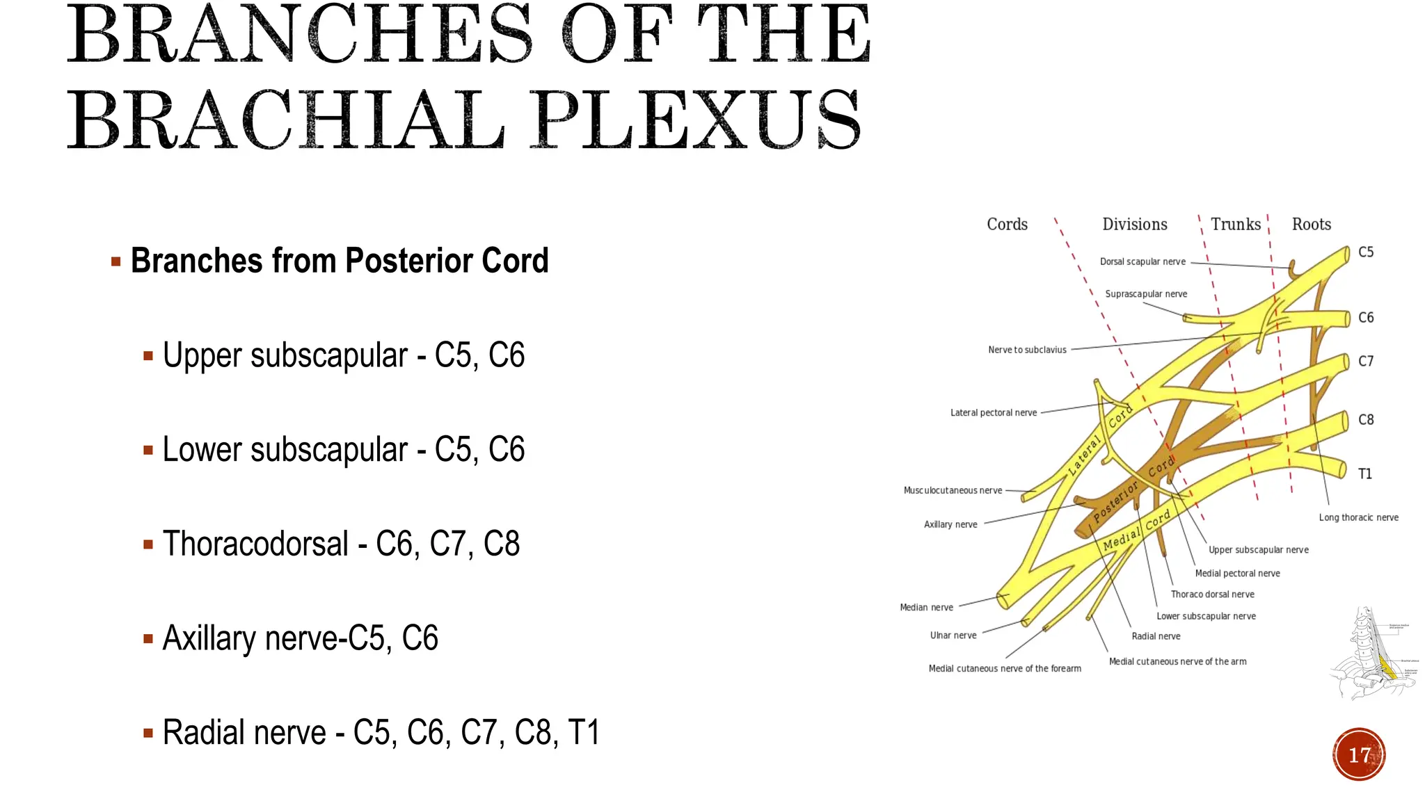 Brachial Plexus Anatomy and Nerves .pptx