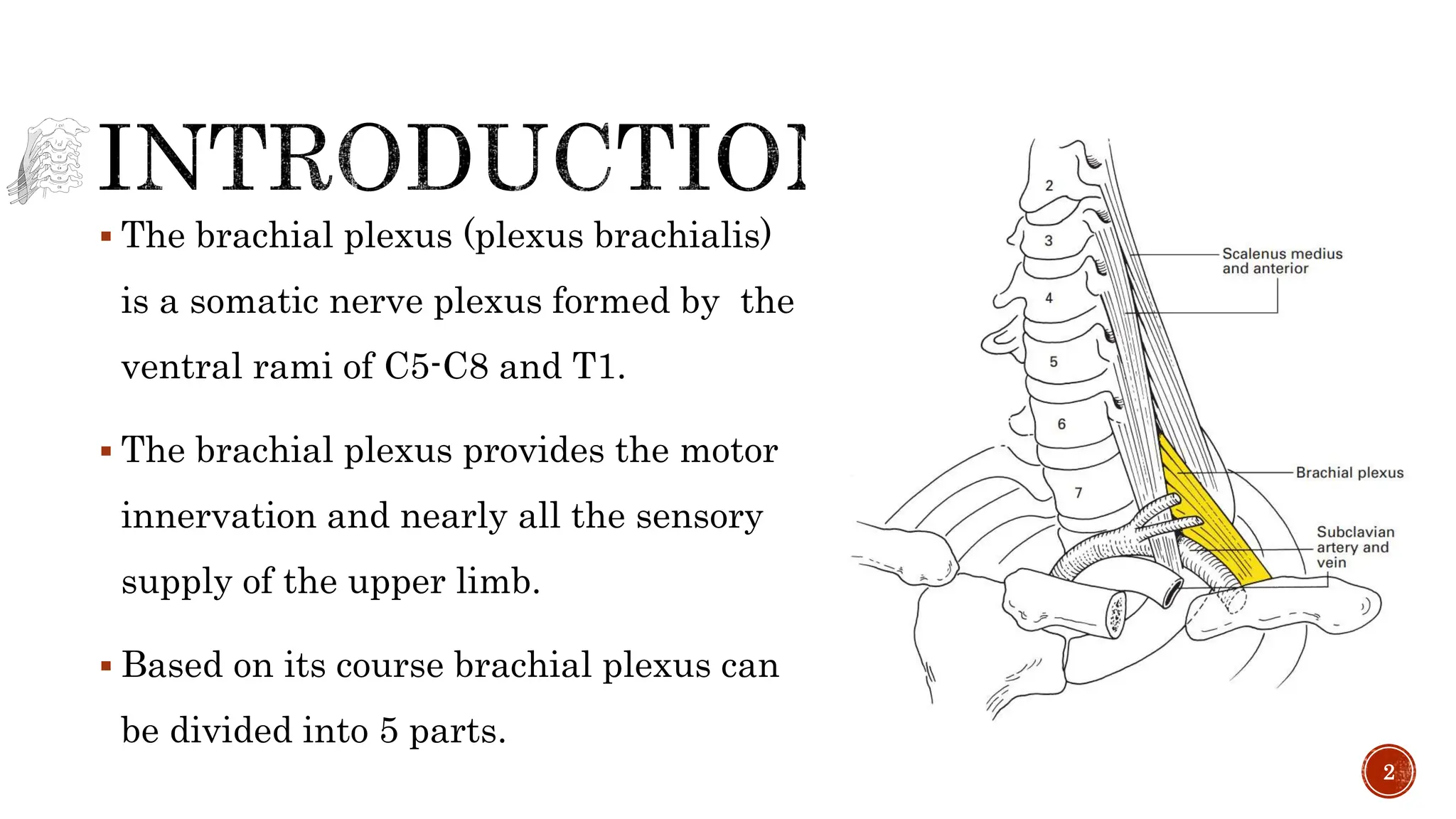 Brachial Plexus Anatomy and Nerves .pptx