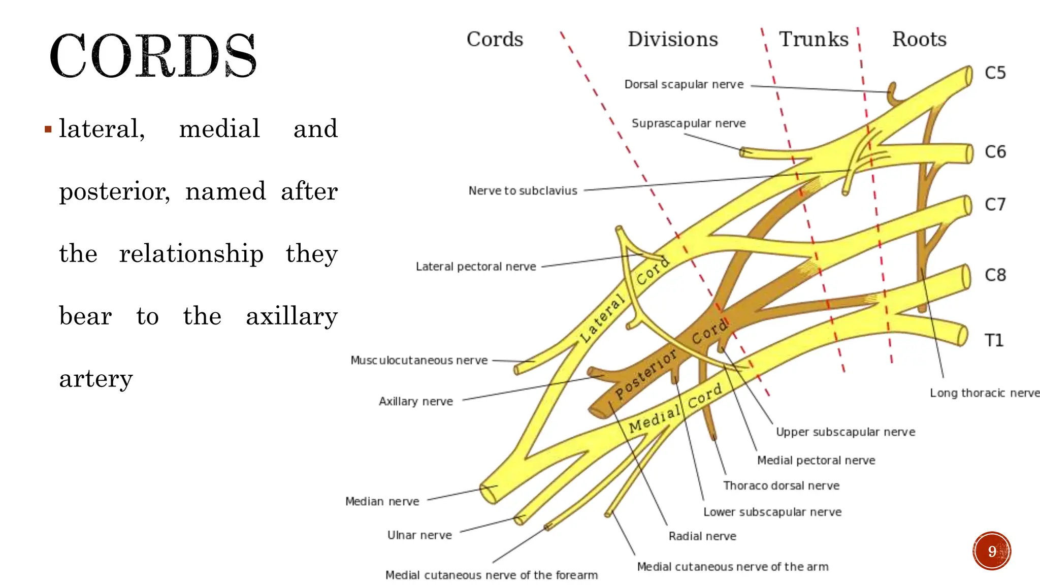 Brachial Plexus Anatomy and Nerves .pptx