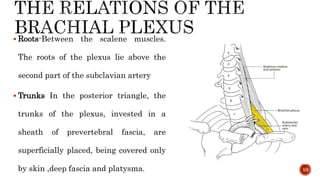 Brachial Plexus Anatomy and Nerves .pptx