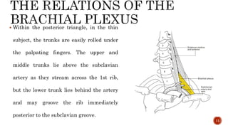 Brachial Plexus Anatomy and Nerves .pptx
