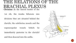 Brachial Plexus Anatomy and Nerves .pptx