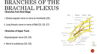Brachial Plexus Anatomy and Nerves .pptx