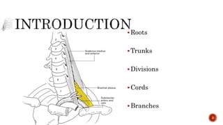 Brachial Plexus Anatomy and Nerves .pptx