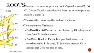 Brachial Plexus Anatomy and Nerves .pptx