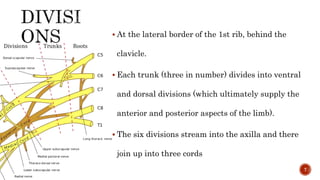 Brachial Plexus Anatomy and Nerves .pptx
