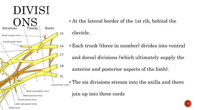 Brachial Plexus Anatomy and Nerves .pptx