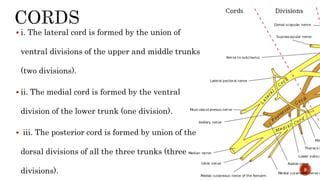 Brachial Plexus Anatomy and Nerves .pptx