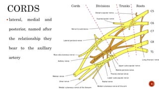 Brachial Plexus Anatomy and Nerves .pptx