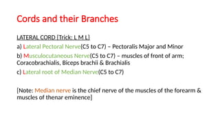 BRACHIAL PLEXUS.pptx Clinical Anatomy .. | PPTX