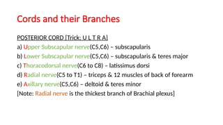 BRACHIAL PLEXUS.pptx Clinical Anatomy .. | PPTX
